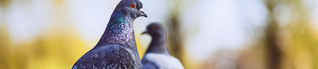 Doença do pombo: o que é e quais os riscos? - Bioseta